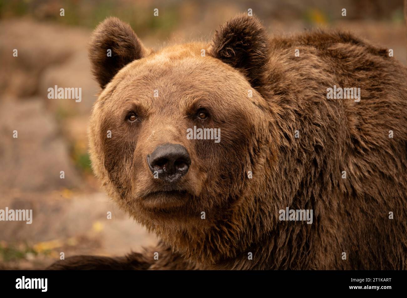 Bear from Pilsen zoo Stock Photo - Alamy