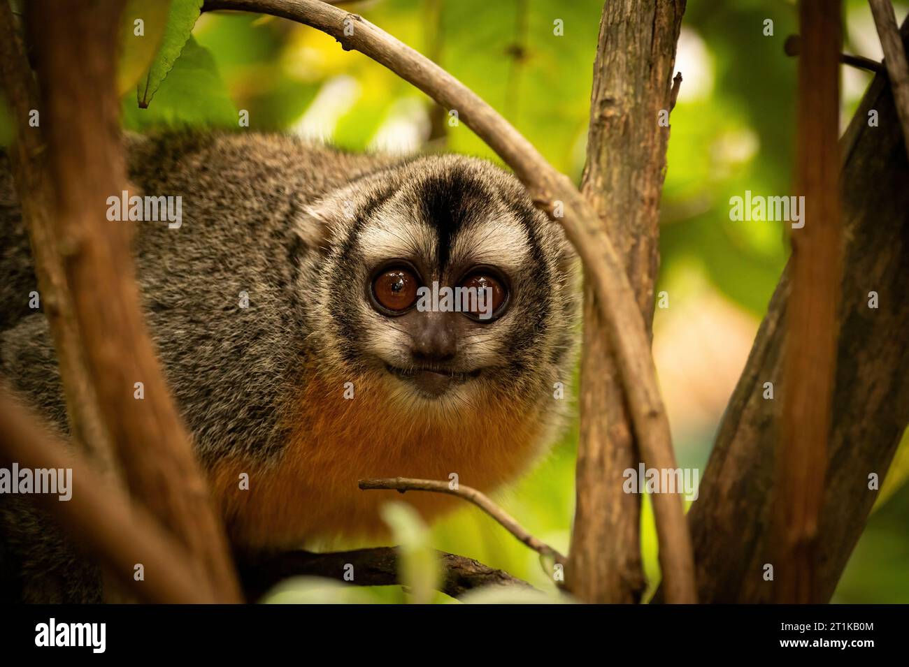 Aotus azarae boliviensis hi-res stock photography and images - Alamy
