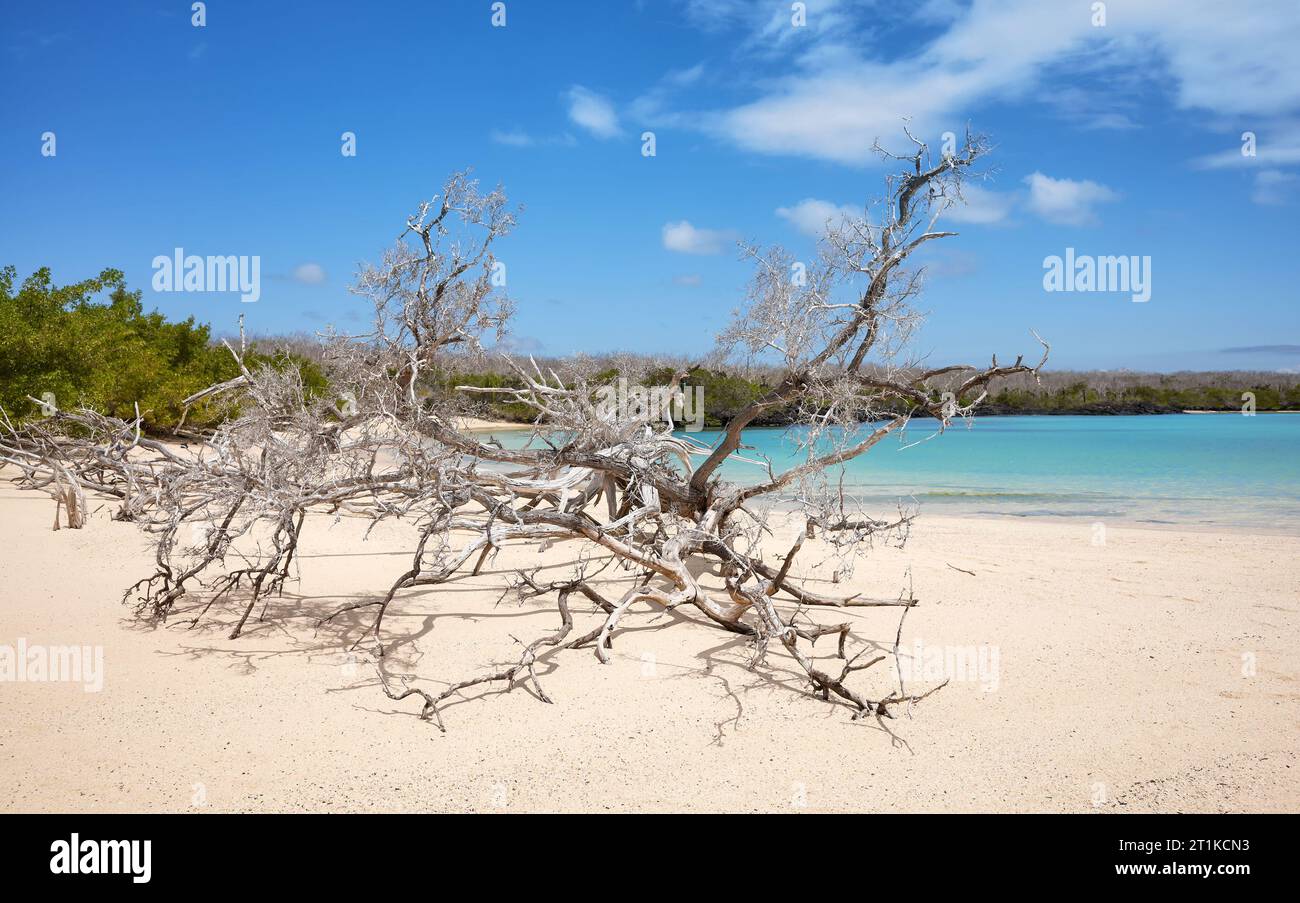 Beach on a beautiful uninhabited island, Galapagos Islands, Ecuador ...