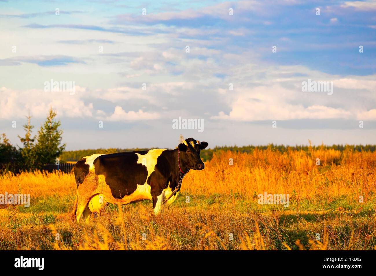 a cow with a large udder stands in the meadow. cow in the pasture. old ...