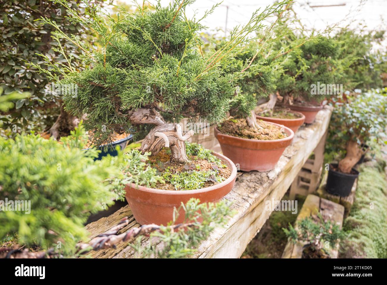 Bonsai in pots inside a plant nursery. Japanese plants. The concept for ...
