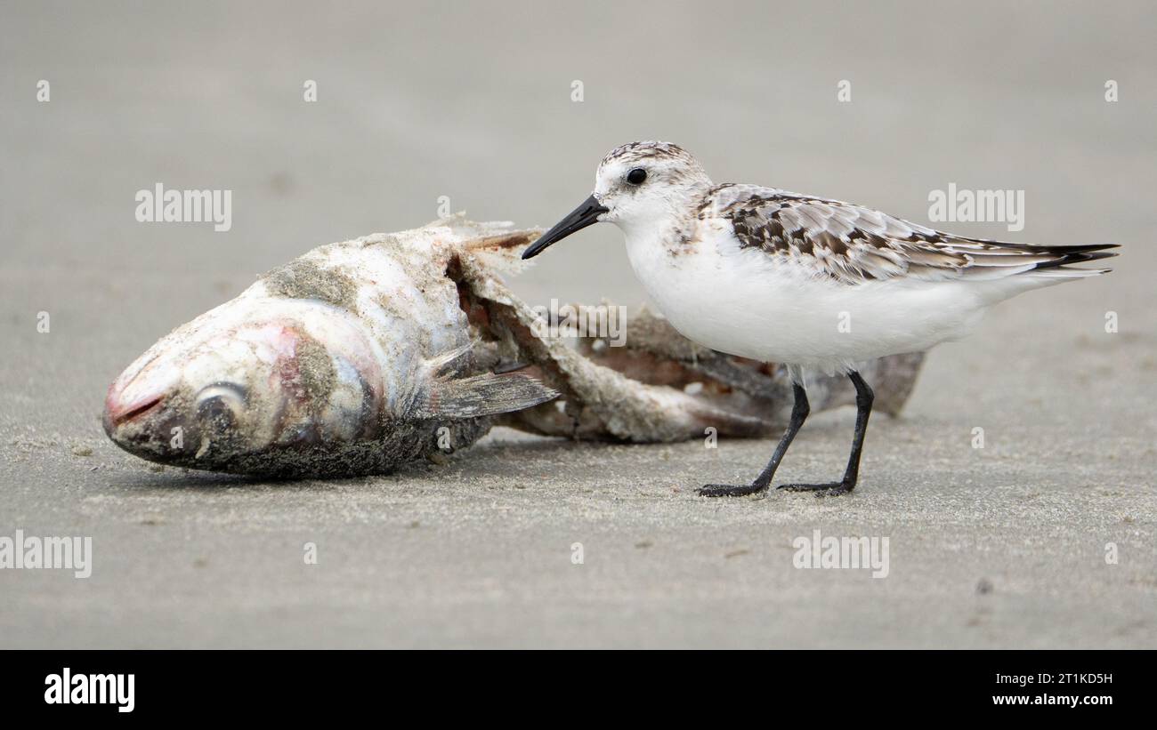 Dead checking hi-res stock photography and images - Alamy