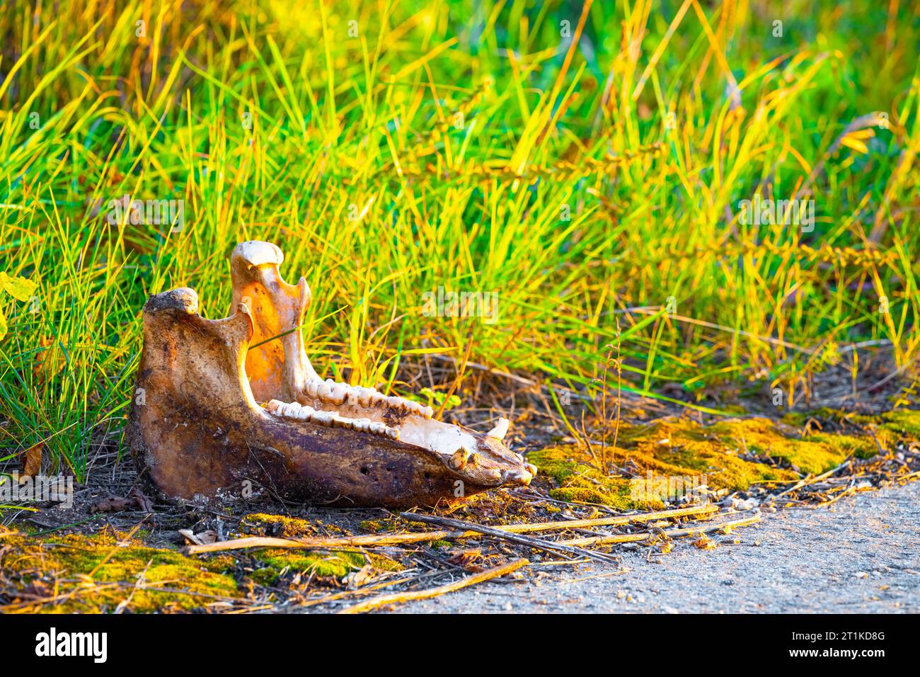 lower jaw of a cattle lying on the side of the road. animal skull lies ...