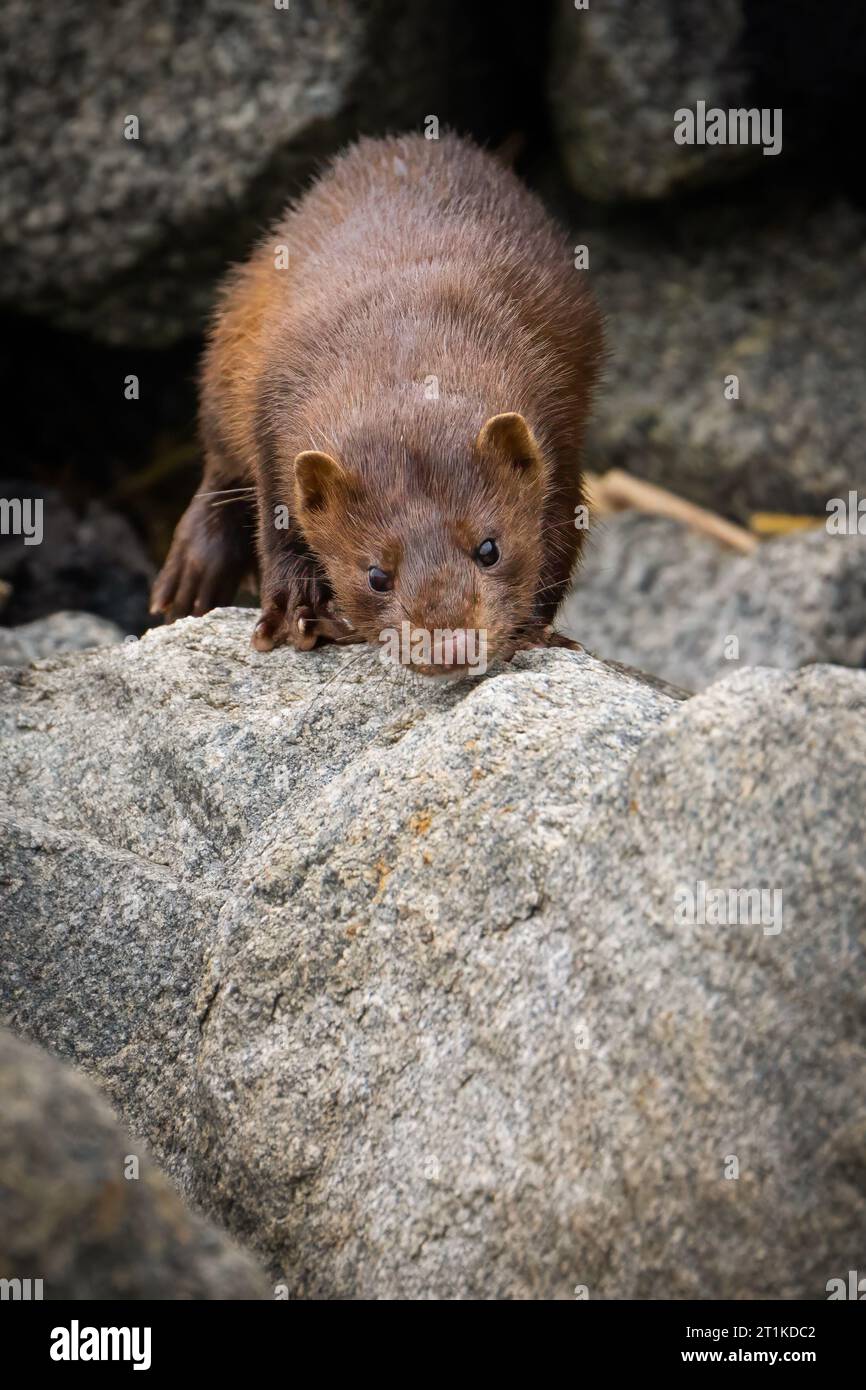 Mink animal hi-res stock photography and images - Alamy