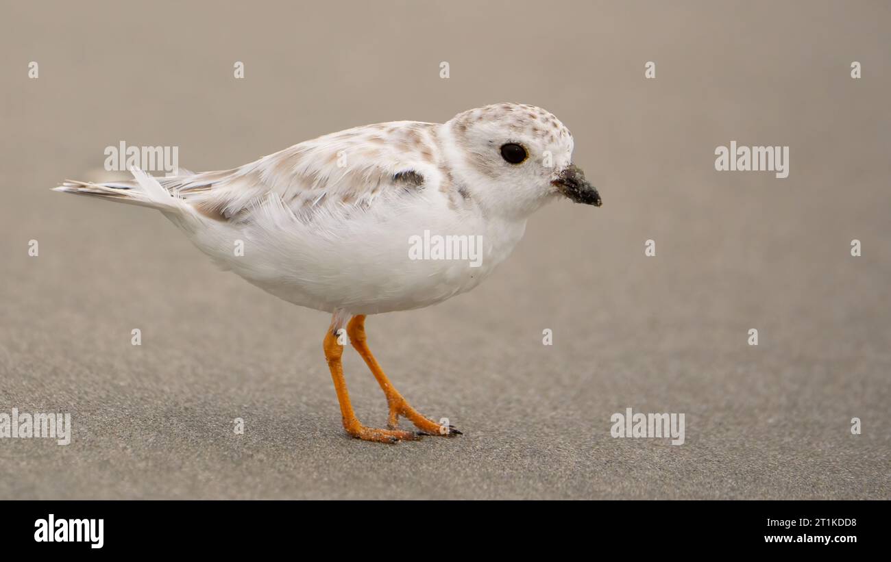 An immature piping plover walking along the beach Stock Photo - Alamy