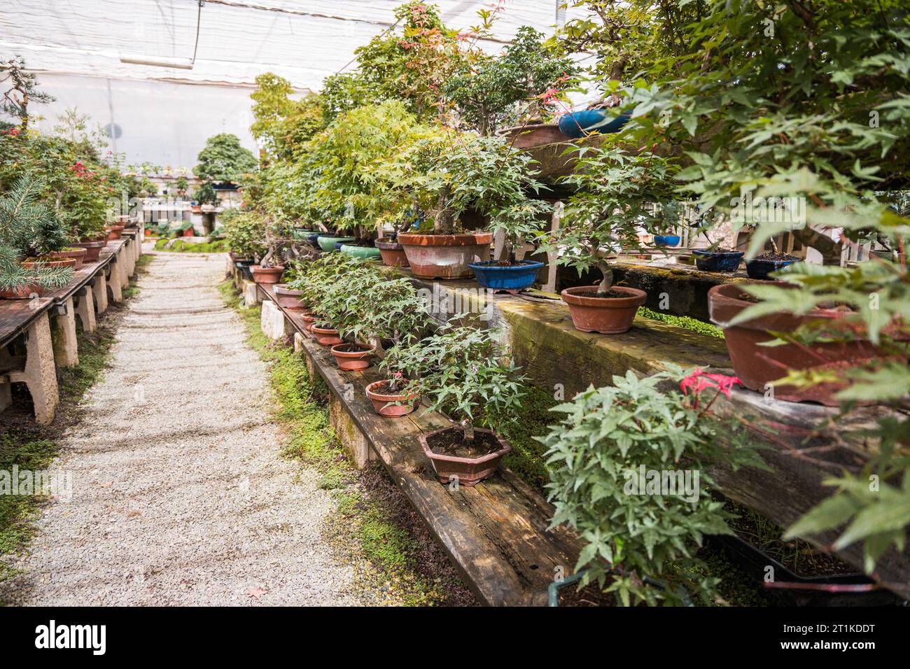 Bonsai in pots inside a plant nursery. Japanese plants. The concept for ...