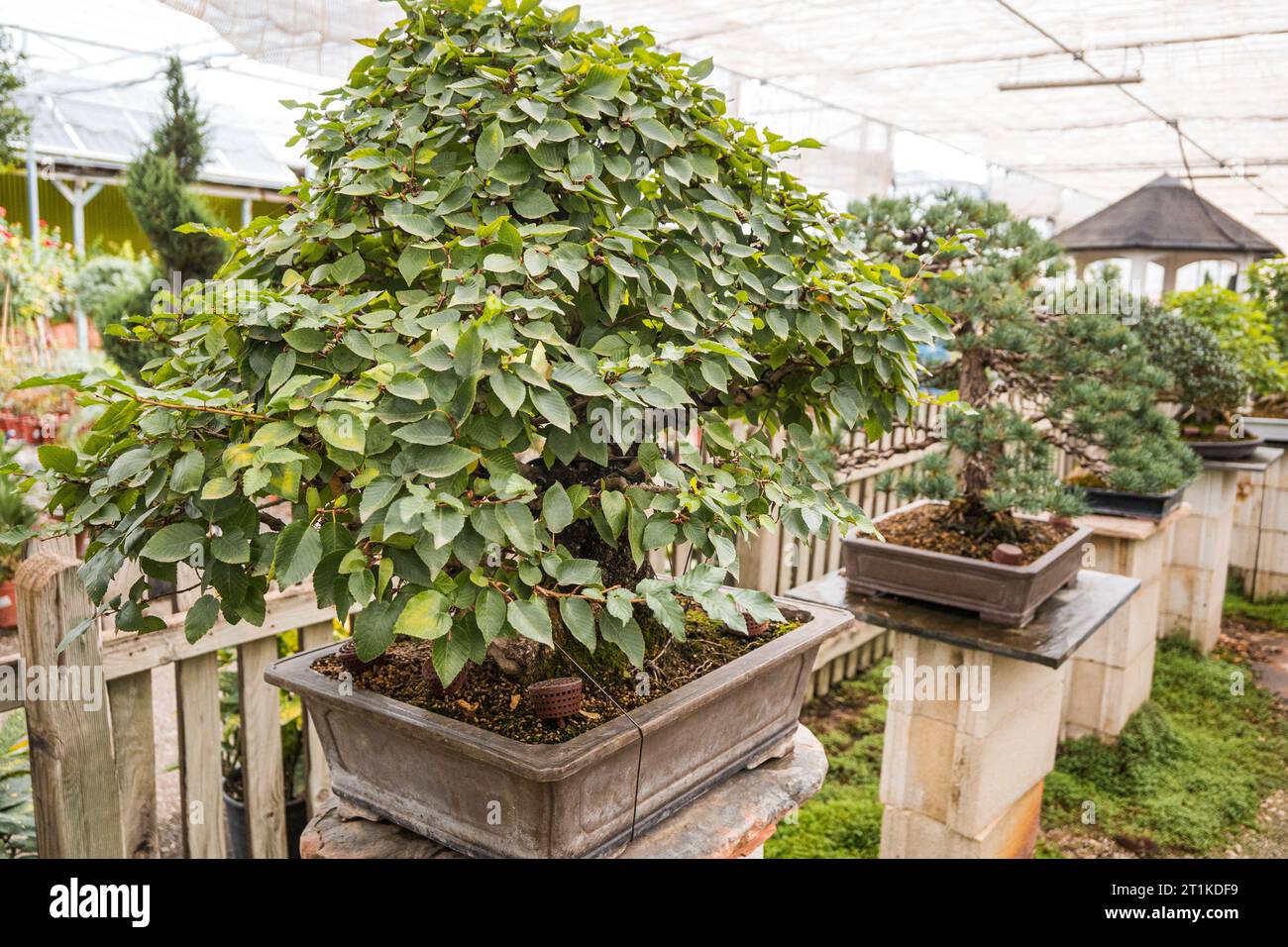 Bonsai in pots inside a plant nursery. Japanese plants. The concept for ...
