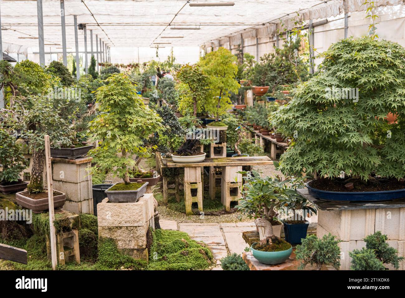 Bonsai in pots inside a plant nursery. Japanese plants. The concept for ...