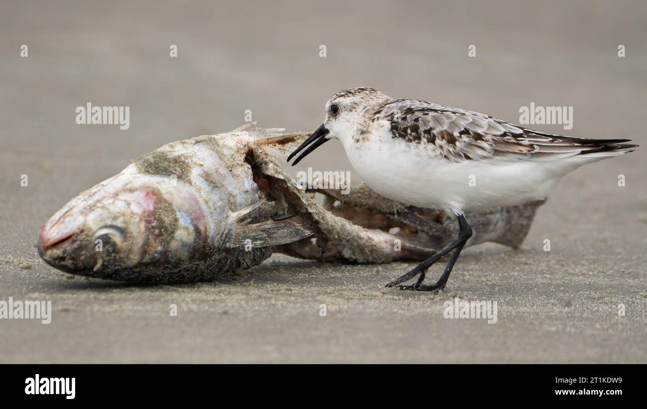 Small fish eating bird hi-res stock photography and images - Alamy