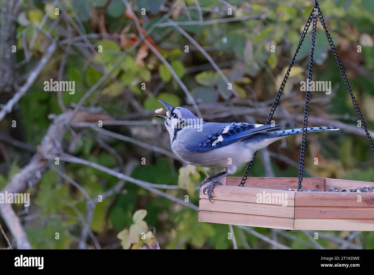 Blue Jay (Cyanocitta cristata Stock Photo - Alamy