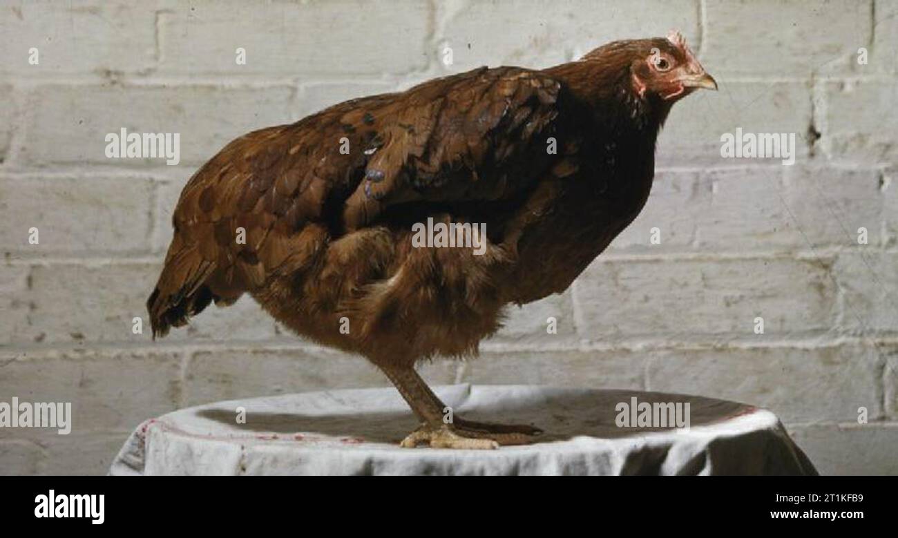 Keeping Poultry in Britain, 1944 A bad bird. Note the general apathy ...