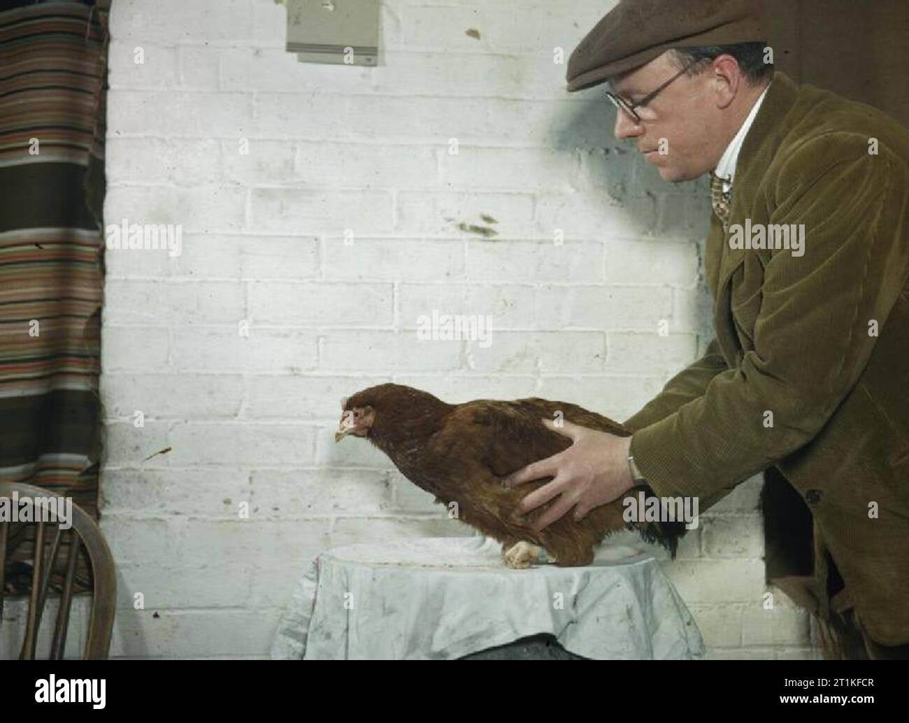 Keeping Poultry in Britain, 1944 A bad bird. Note the general apathy ...