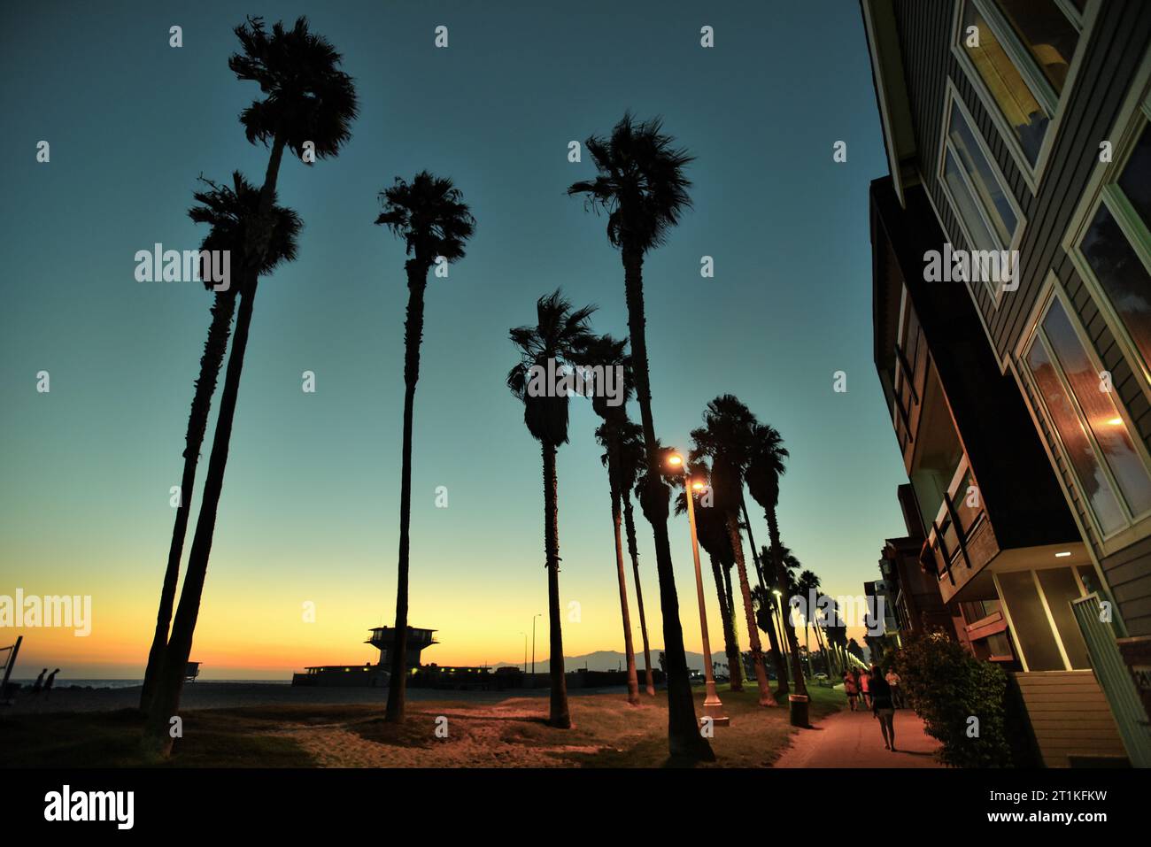 Palm Trees at Dusk in Ocean Front Walk - Venice Beach, Los Angeles ...