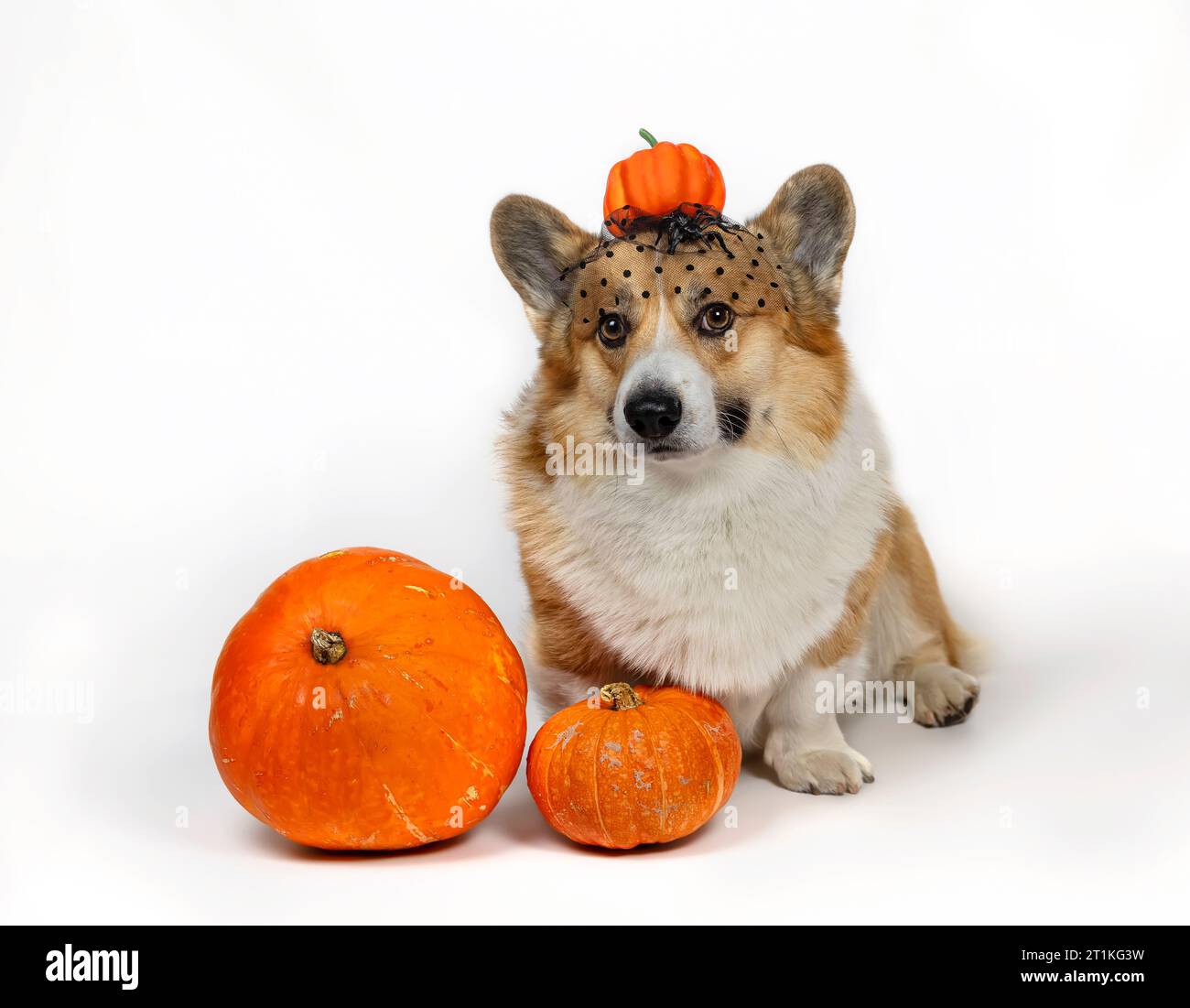 Happy thanksgiving background white Cut Out Stock Images & Pictures - Alamy