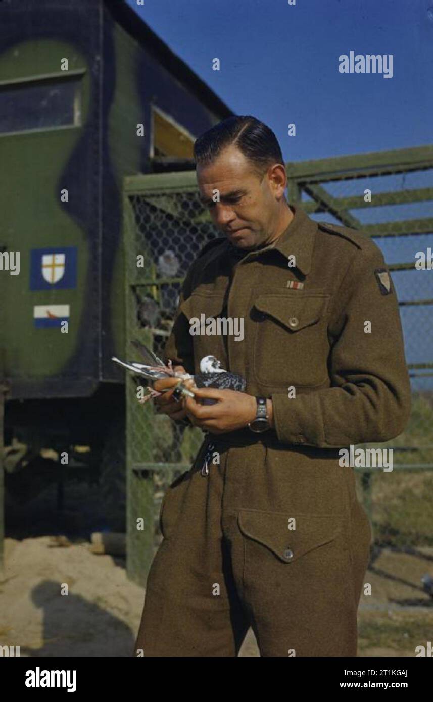 The Eighth Army Carrier Pigeon Service in Italy, November 1944 Removing ...