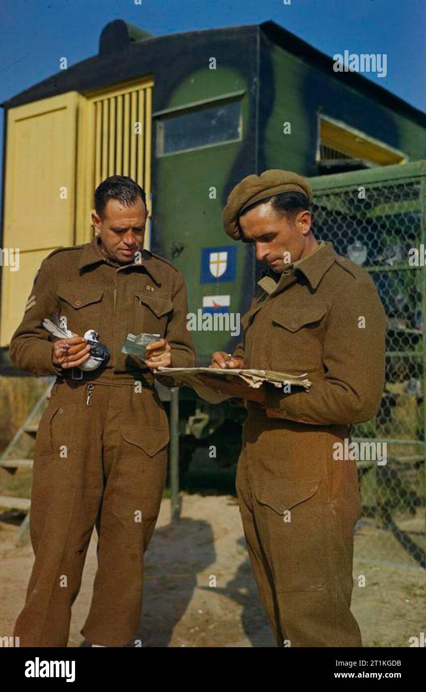 Pigeon world war 2 hi-res stock photography and images - Alamy