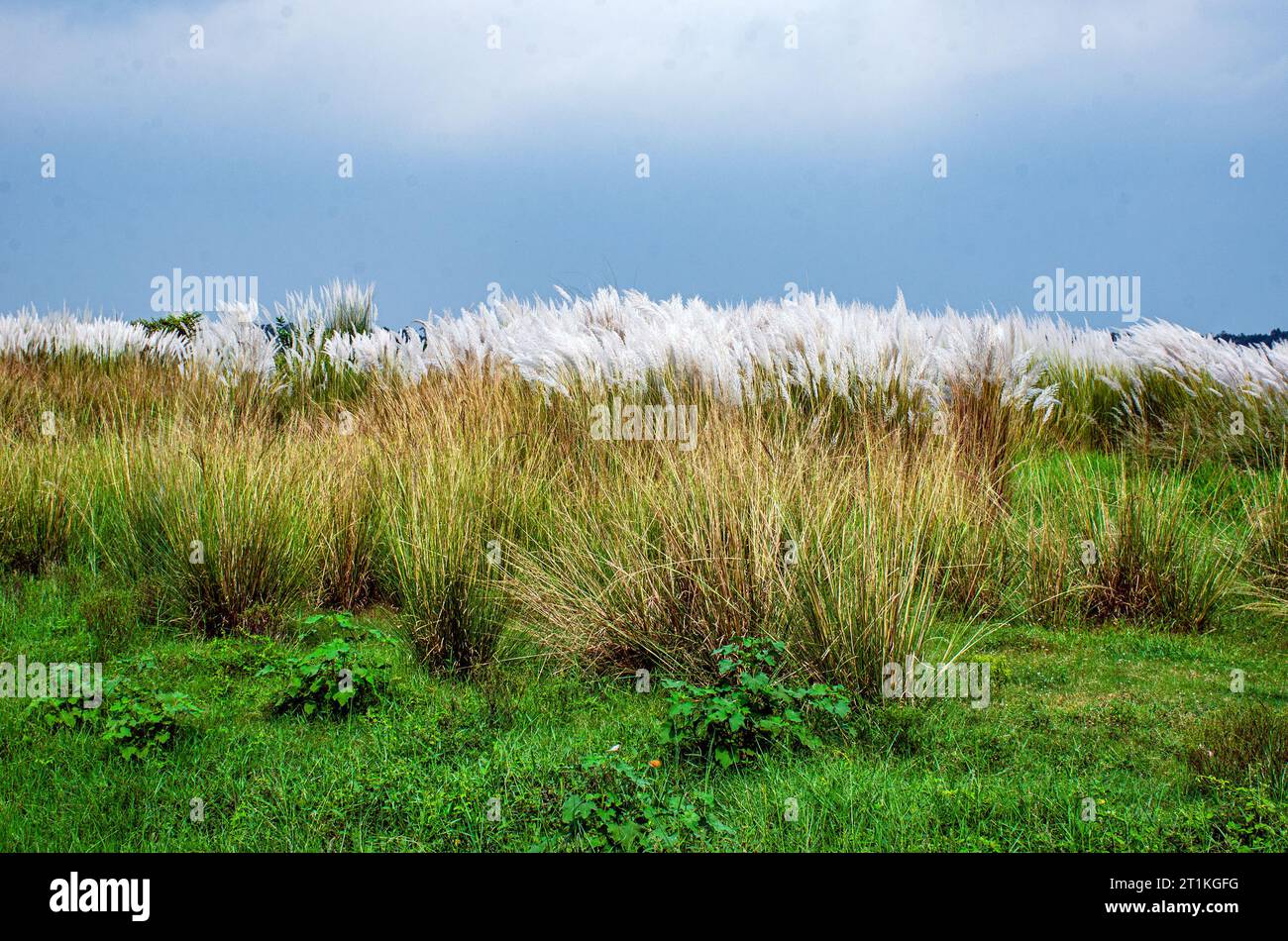 Kash flower hi-res stock photography and images - Alamy