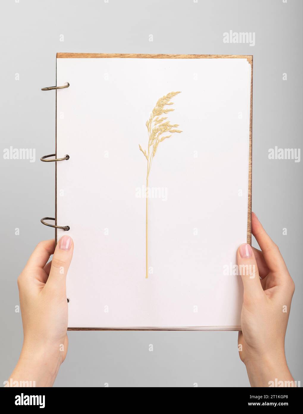 Herbarium book, botanical album page with dry plant Stock Photo - Alamy