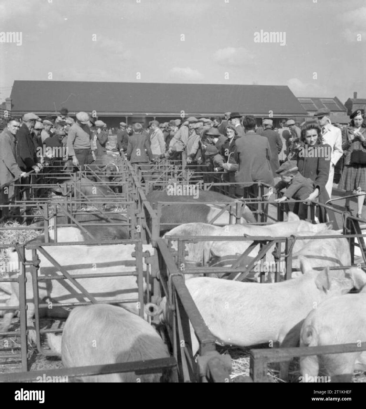 Cattle Market- Everyday Life at Cattle Markets in Kent, England, UK ...