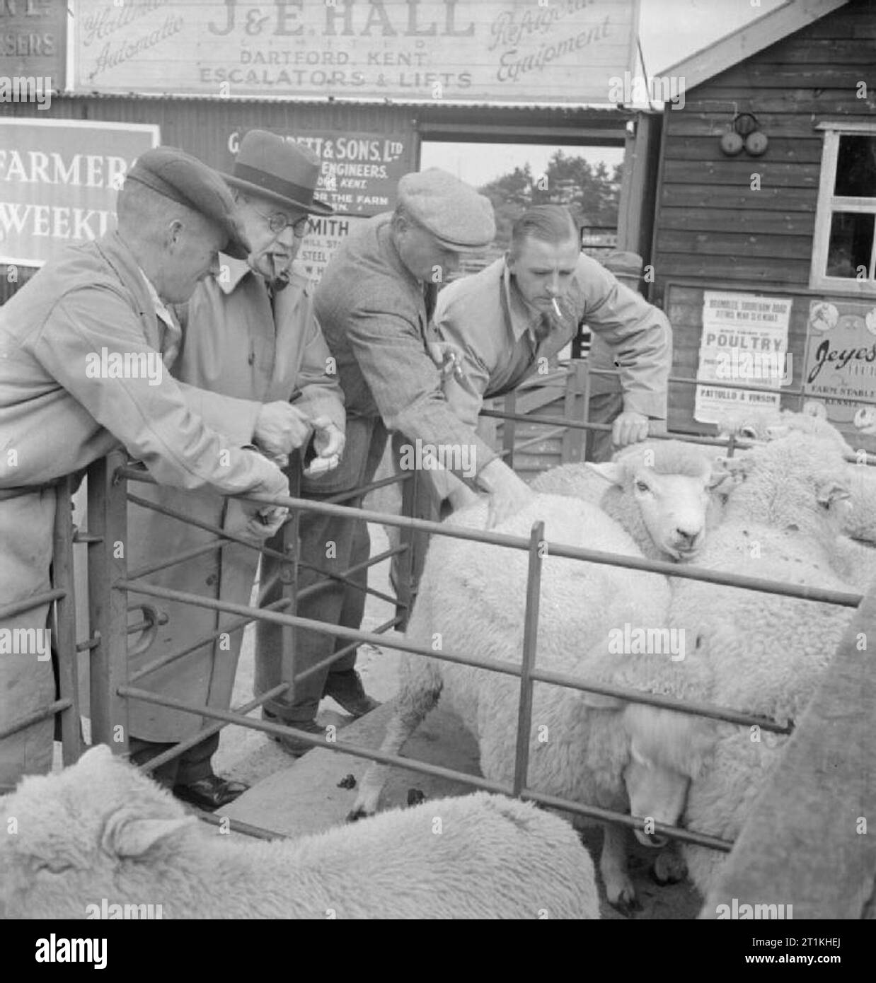 Cattle Market- Everyday Life at Cattle Markets in Kent, England, UK ...