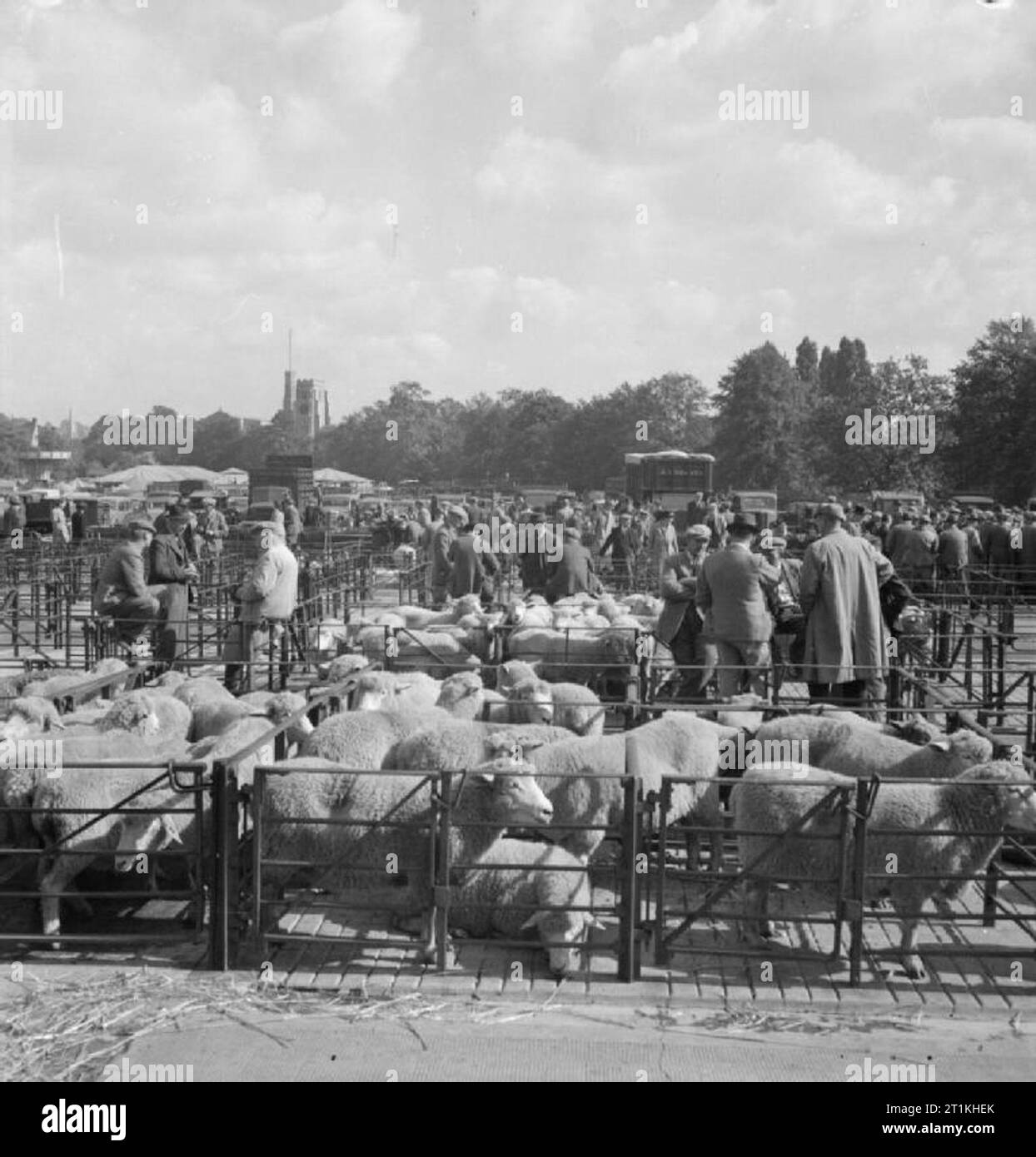 Cattle Market- Everyday Life at Cattle Markets in Kent, England, UK ...