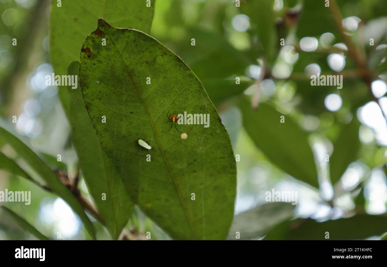 Underneath view of a tiny orange cobweb spider with a yellow stripe on ...
