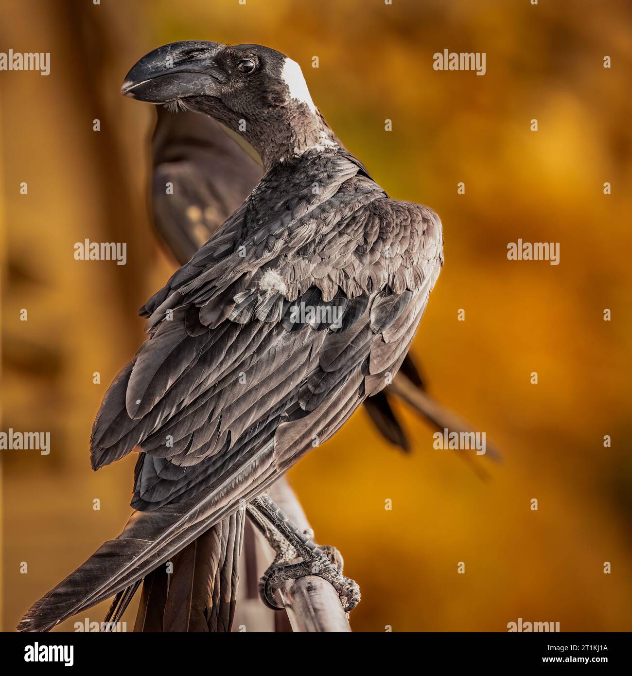 Two thick-billed ravens in the Great Rift Valley, Ethiopia Stock Photo ...