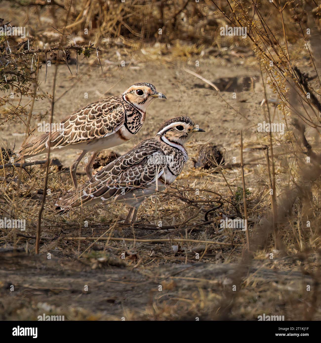 Three banded courser hi-res stock photography and images - Alamy
