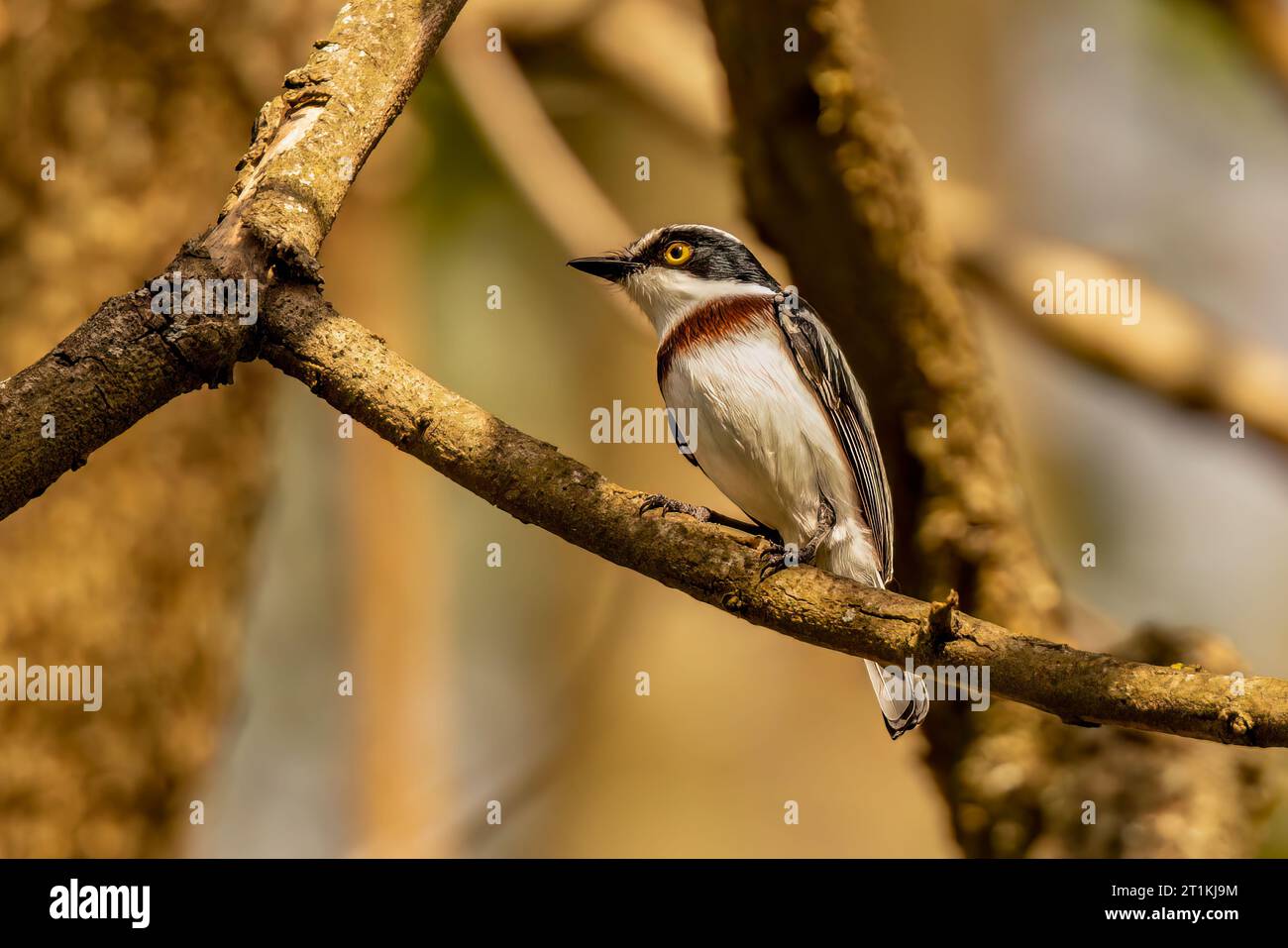 A western black-headed batis in the Omo Valley Stock Photo - Alamy