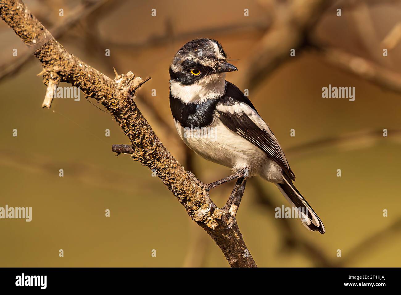 A western black-headed batis in Ethiopia Stock Photo - Alamy