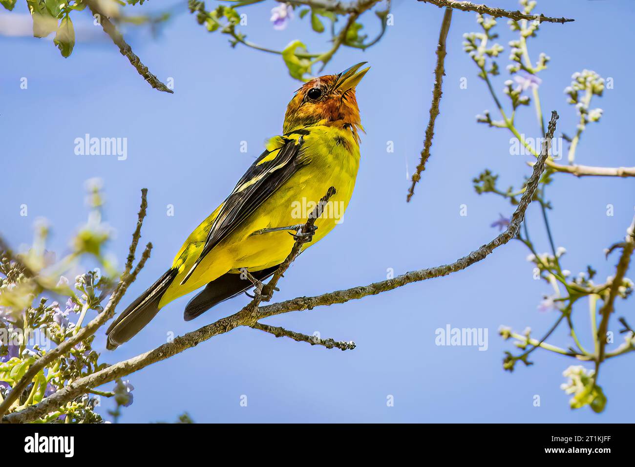 Western tanager mexico hi-res stock photography and images - Alamy