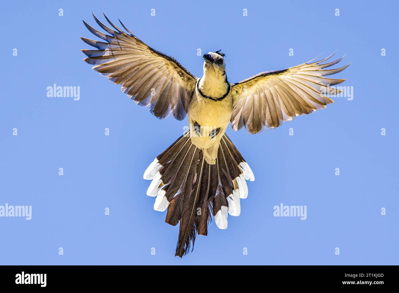 White-throated magpie-jay in flight Stock Photo - Alamy