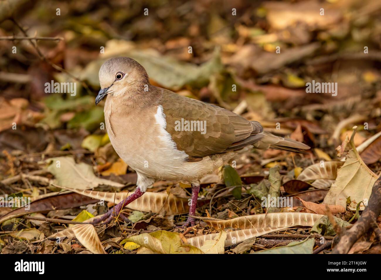 Grenada dove hi-res stock photography and images - Alamy