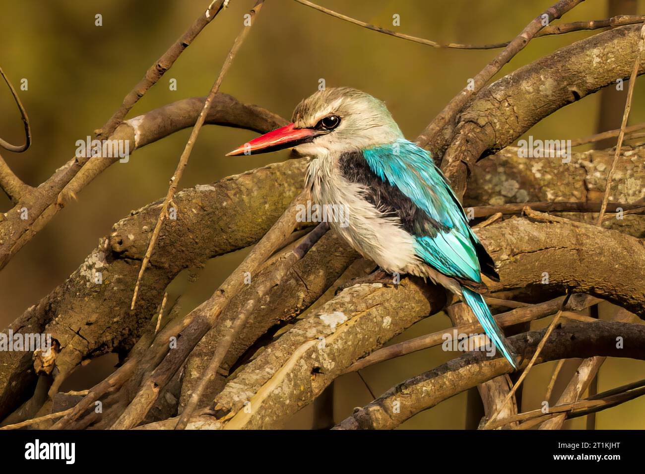 Woodland kingfisher in Ethiopia Stock Photo - Alamy