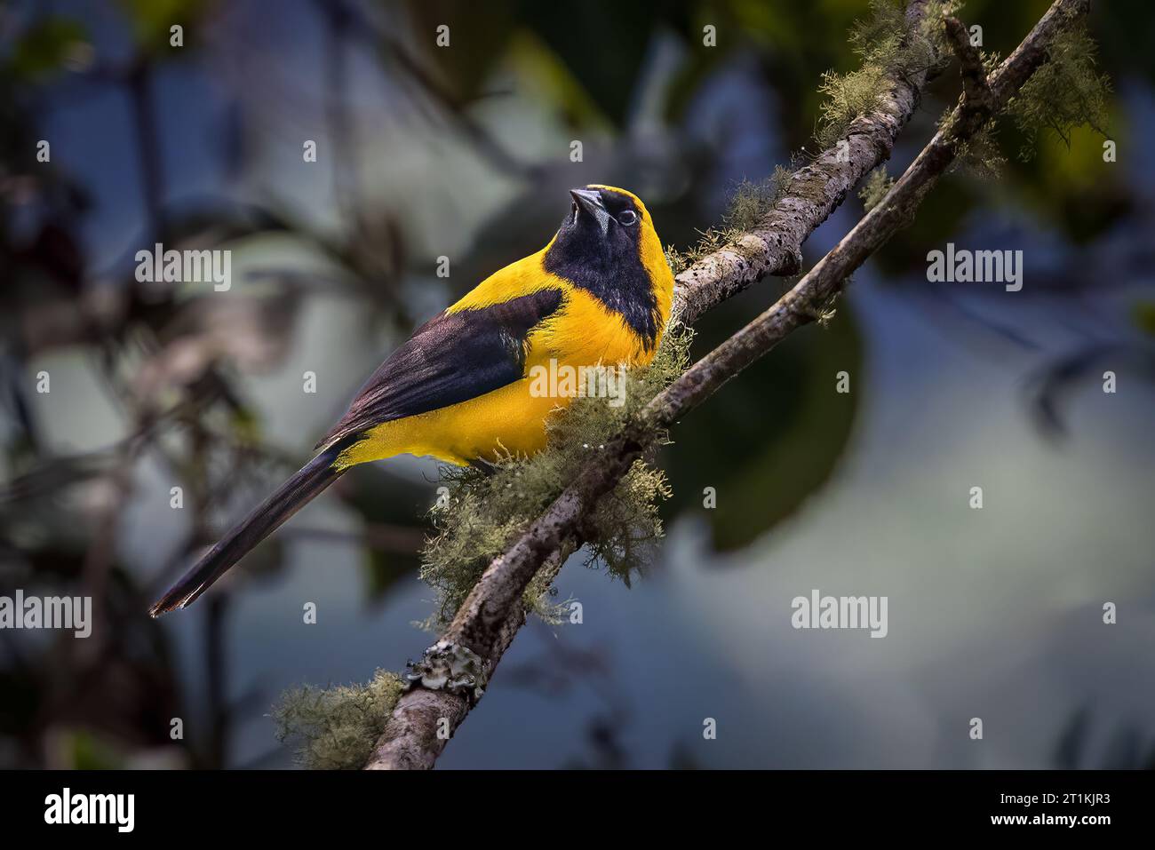 Yellow-backed oriole in Chiapas, Mexico Stock Photo - Alamy