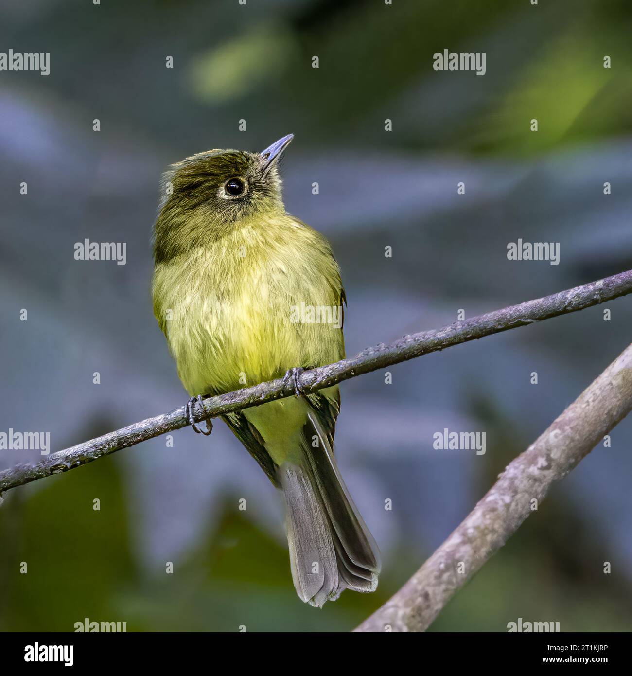 Yellowish flycatcher in Chiapas, Mexico Stock Photo - Alamy