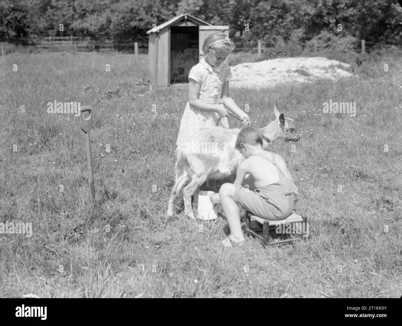 Military animal ww2 hi-res stock photography and images - Alamy