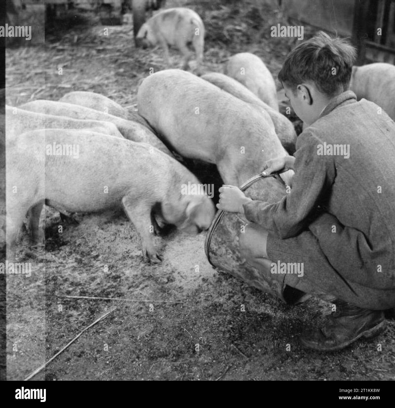 Farmer's Son- Life on Mount Barton Farm, Devon, England, 1942 Colin ...