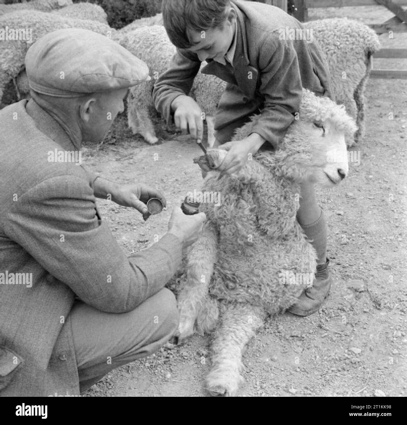 Farmer's Son- Life on Mount Barton Farm, Devon, England, 1942 Colin ...