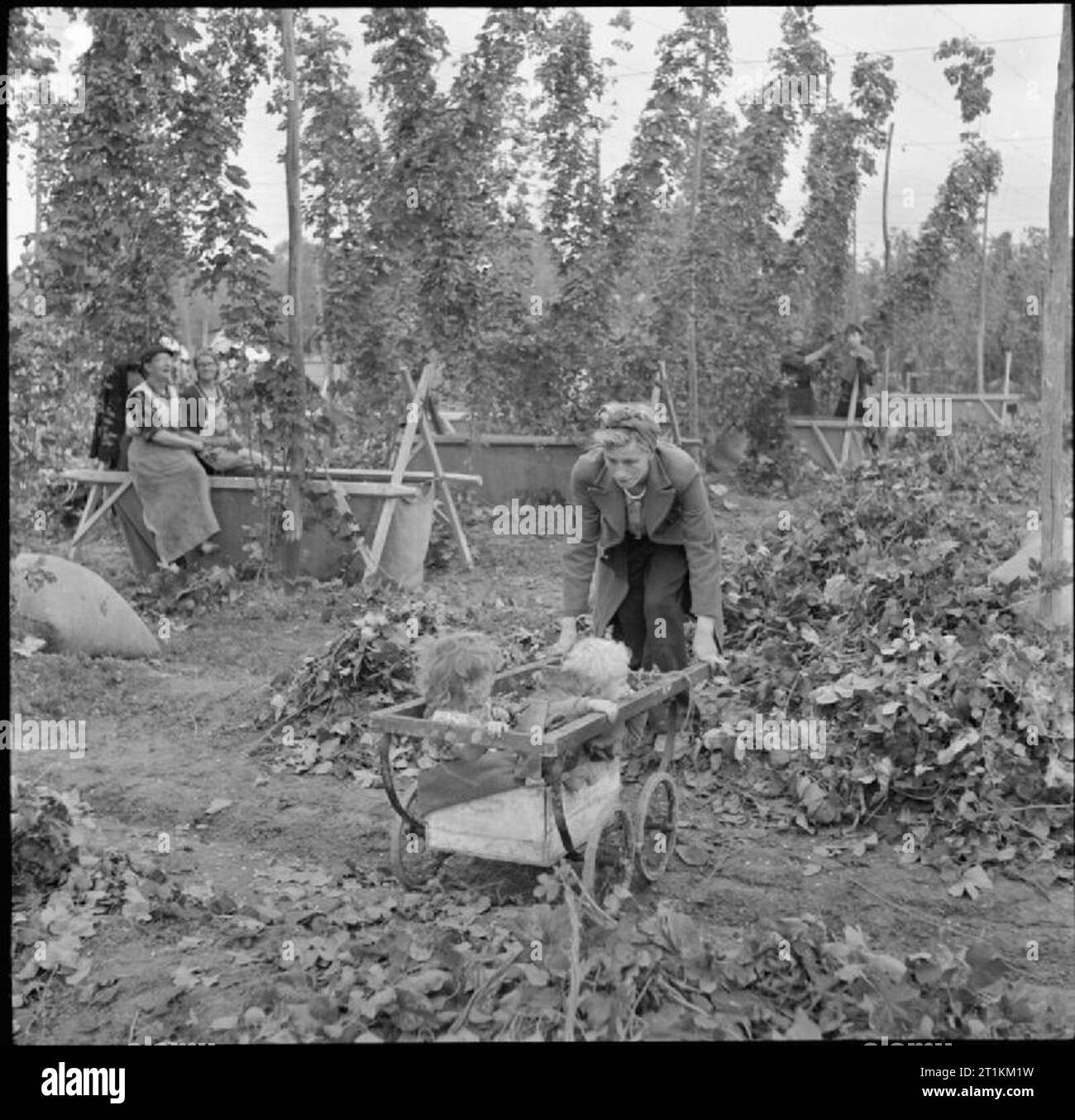 Hop pickers hi-res stock photography and images - Alamy
