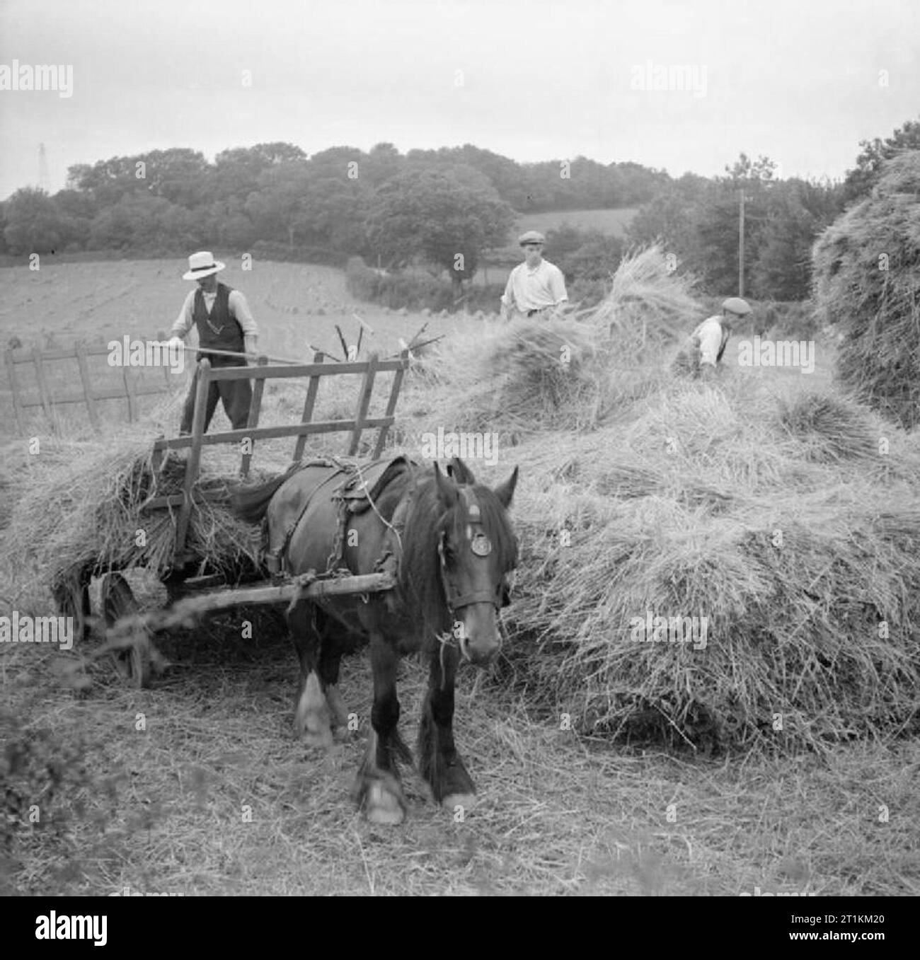 Harvesting at Mount Barton, Devon, England, 1942 Farm workers transfer ...
