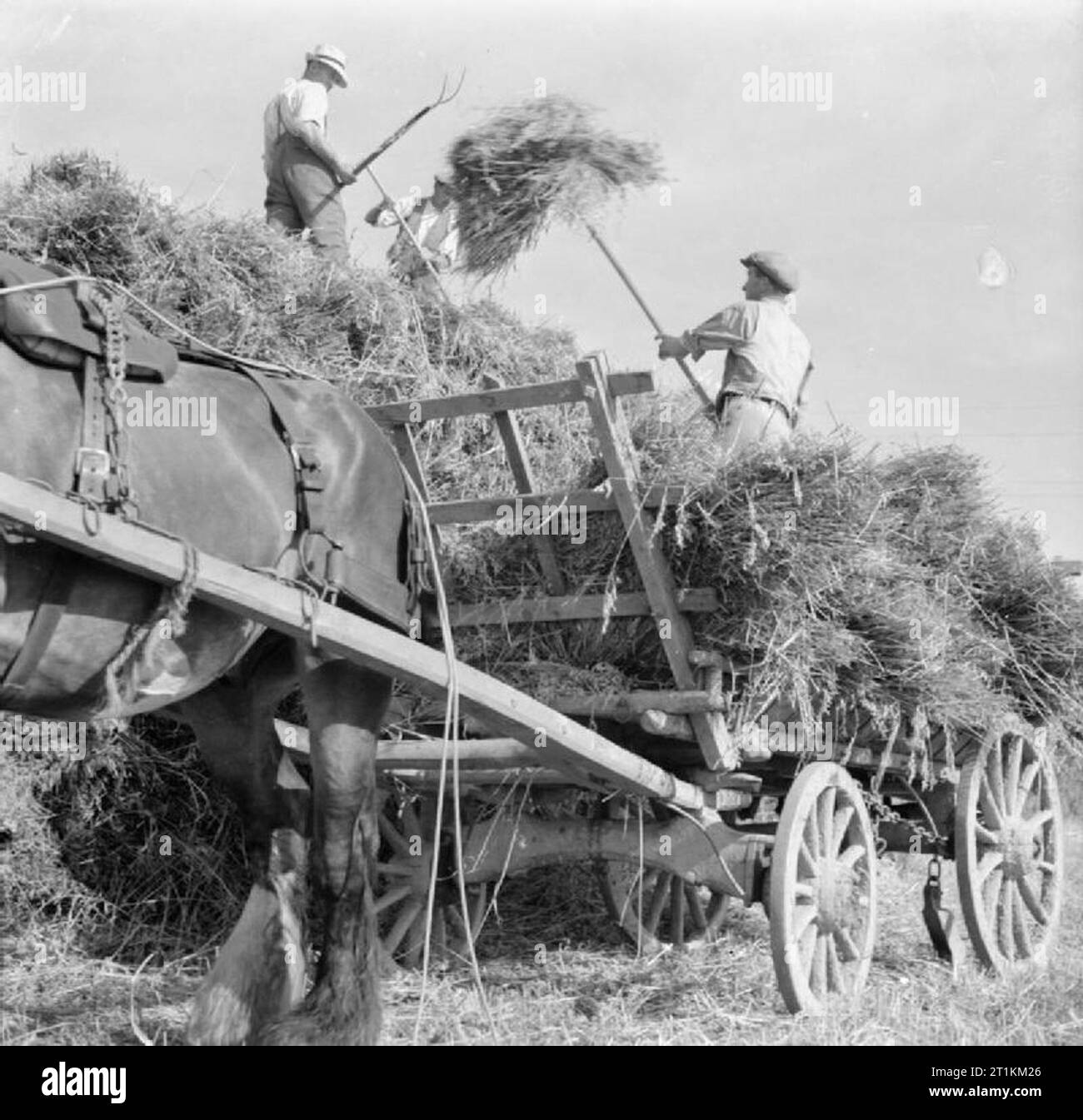 Harvesting at Mount Barton, Devon, England, 1942 Farm workers transfer ...