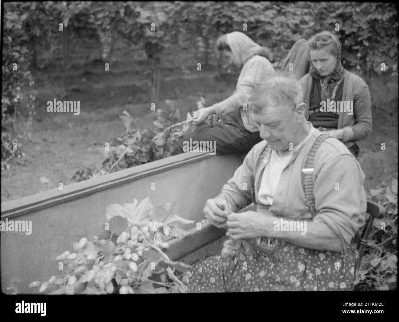 Hopping in Kent- Hop-picking in Yalding, Kent, England, UK, 1944 Joe ...