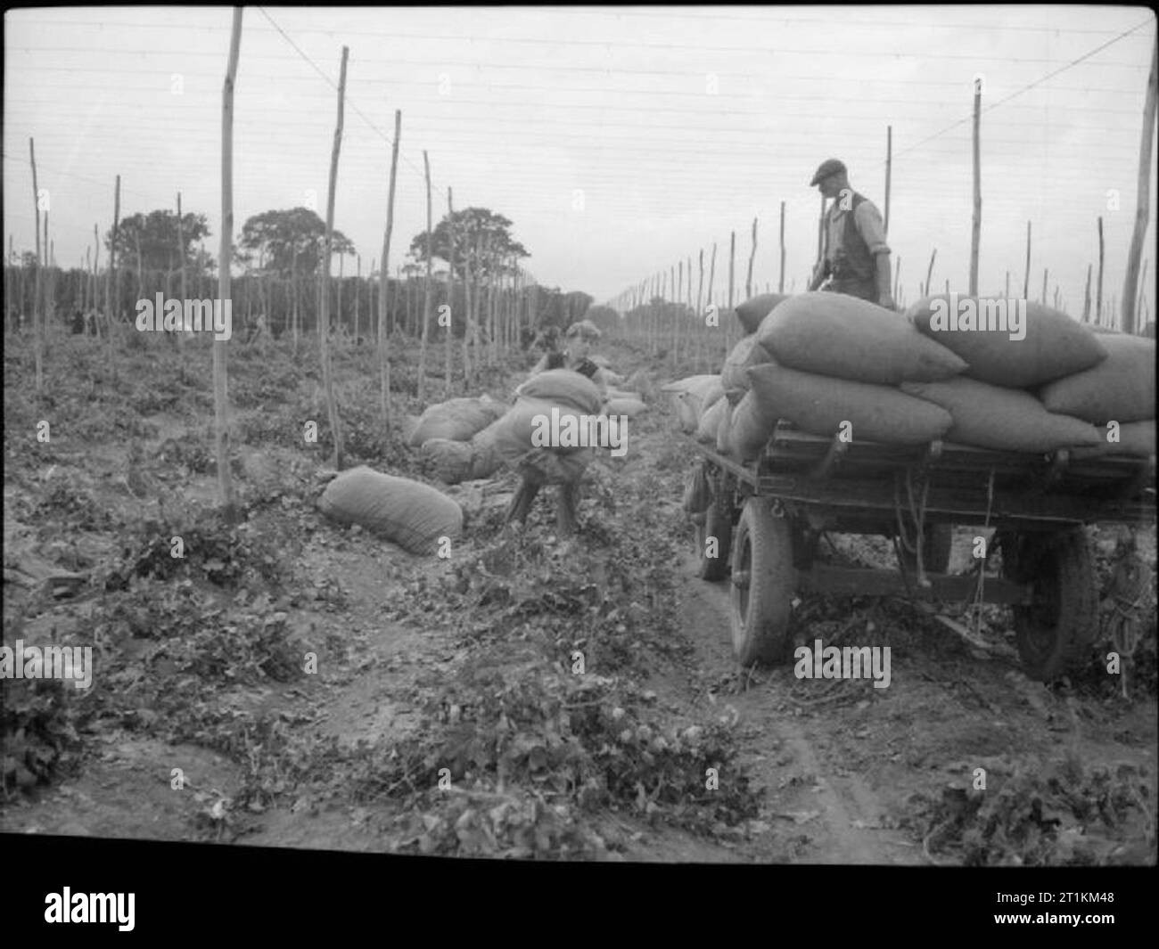 Load of hops at oast house hi-res stock photography and images - Alamy