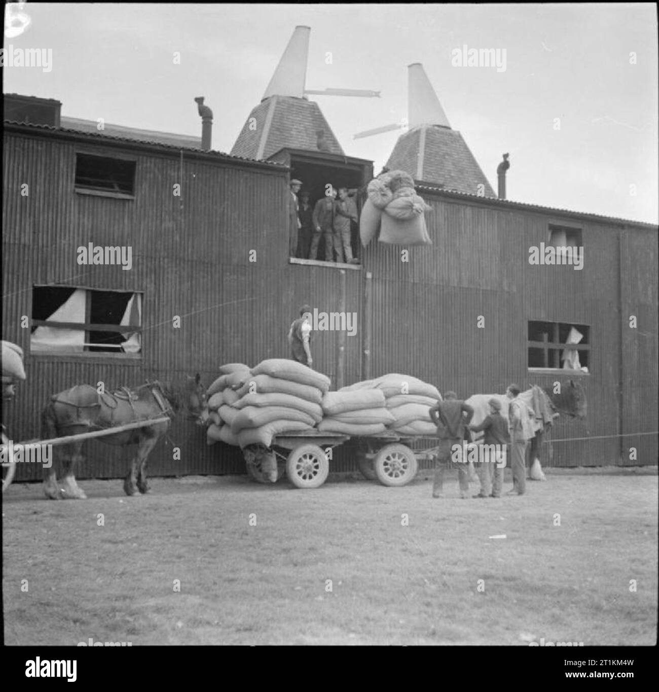 Hopping in Kent- Hop-picking in Yalding, Kent, England, UK, 1944 Horse ...