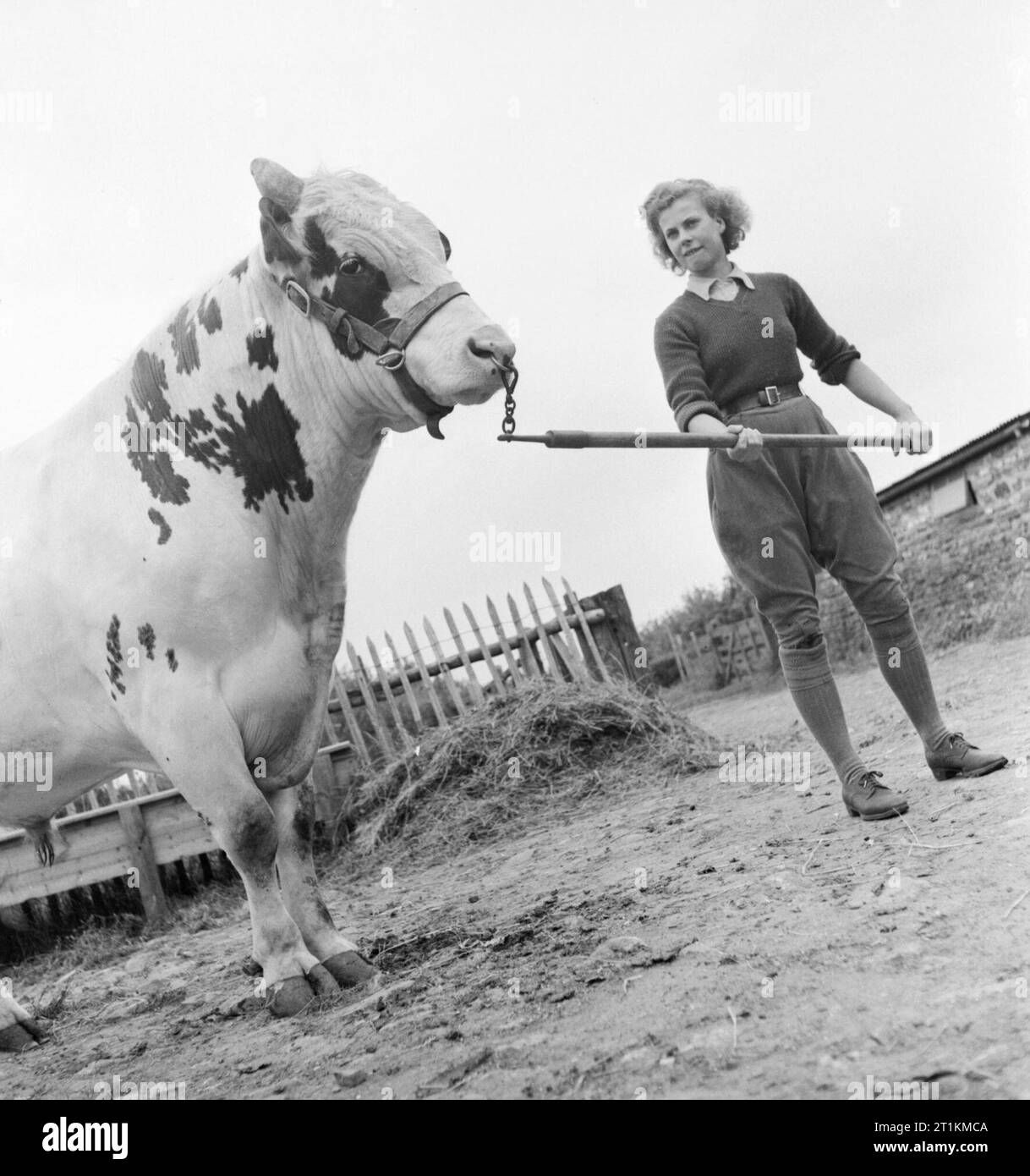 Land Girl Iris Joyce leading a bull at a farm somewhere in Britain ...