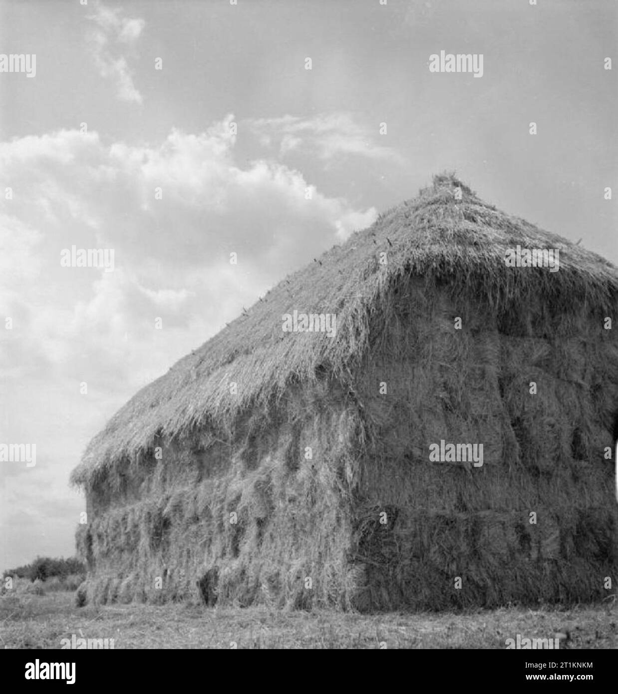 Modern Farming- Agriculture in Britain, 1943 A large hay rick stands in ...