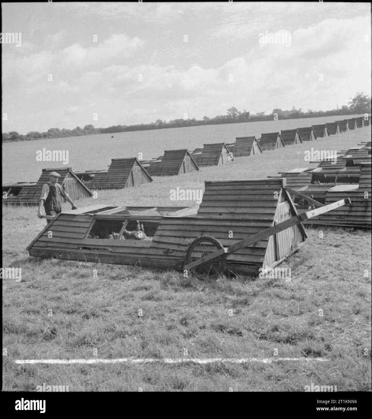 Modern Farming- Agriculture in Britain, 1943 Edward Raines, poultryman ...
