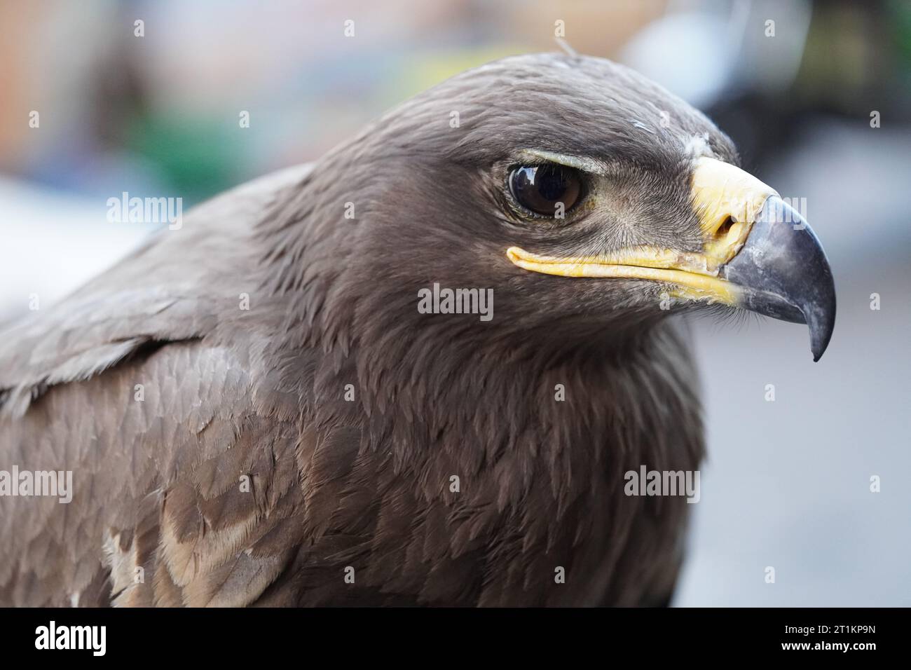Bird of prey a hi-res stock photography and images - Alamy