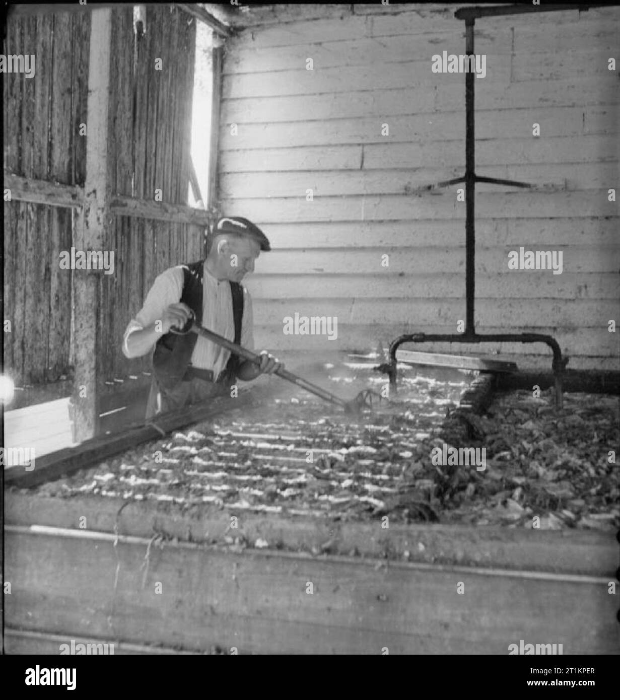 Solid pigs Black and White Stock Photos & Images - Alamy